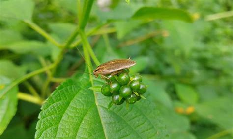 Asian Cockroach Insect Facts Blattella Asahinai A Z Animals