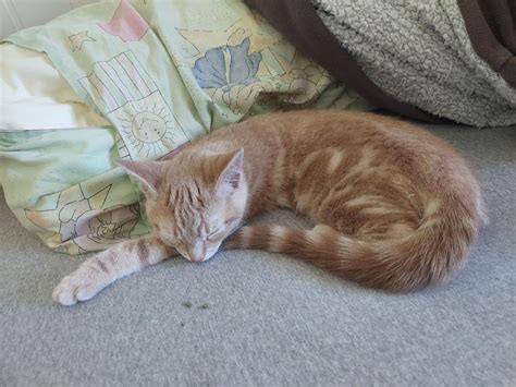 Orange With A Weird Tail Extension Roneorangebraincell