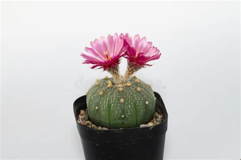 Cactus Called Astrophytum Asterias Stock Image Image Of Hook Pink