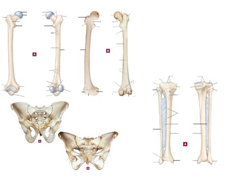 Leg And Pelvic Labeling Quiz