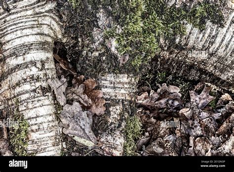 Abstract Close Up Patterns And Textures In Nature Simplifying