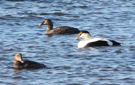 Common Eider