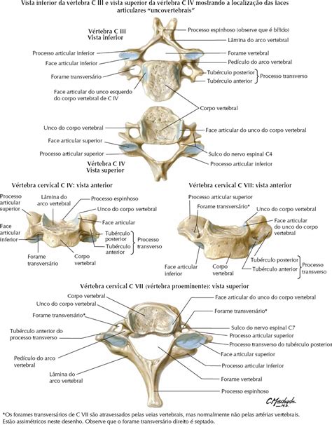 Vértebras Cervicais Anatomia Papel E Caneta