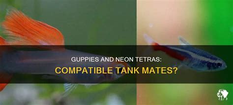 Guppies And Neon Tetras Compatible Tank Mates PetShun