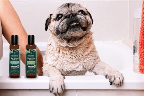 Pet Releaf On Linkedin Now Available Pet Releafs Travel Size Cbd
