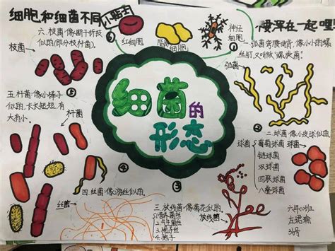 我为细菌世界历险记画插图记六年级科学组校园读书节活动 搜狐大视野 搜狐新闻