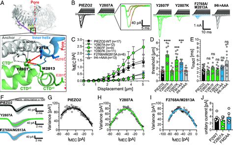 Interactions Between Y2807 Of The Ctd α2 And The Pore Lining Helices