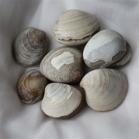 Download Explore The Beauty Of Clam Shells Wallpaper