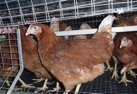 Highsex Brown Description And Characteristics Of The Breed Of Chickens