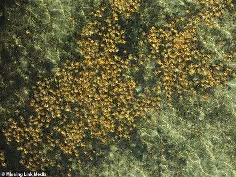 Invasion Of Giant Spider Crabs Stuns Locals In Aussie Coastal Town