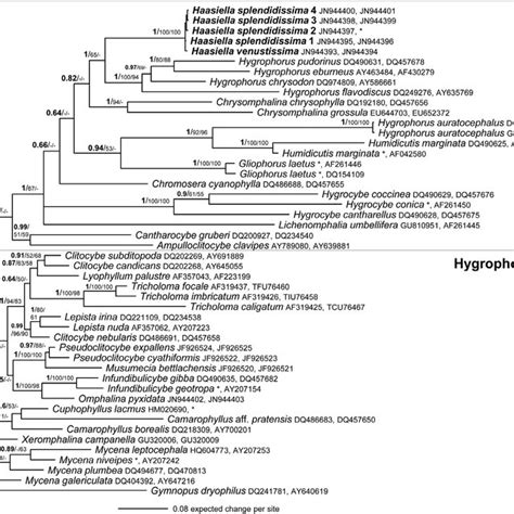 Bayesian Phylogram Obtained From The Combined Its Lsu Sequence