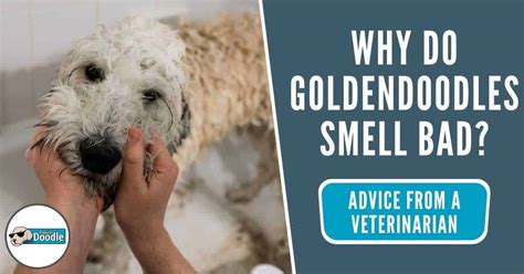 Male Vs Female Cavapoo Pros And Cons To Consider