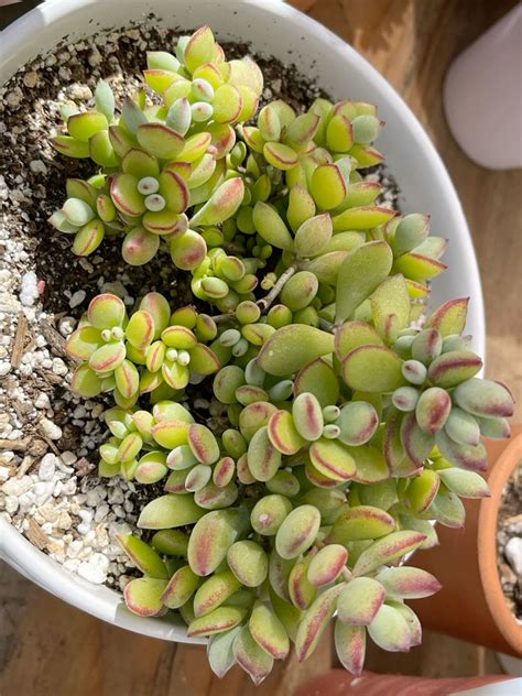 Cotyledon Pendens Succulent Plants Succulents Plants