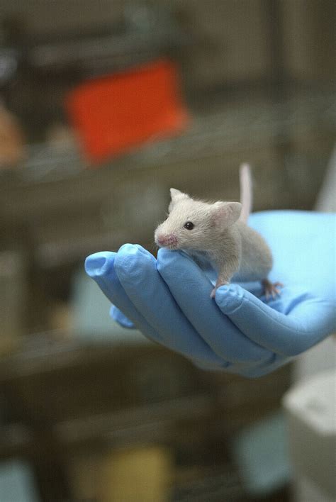 Laboratory Mouse License Image 70240895 Lookphotos