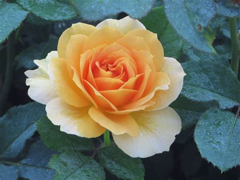 Mission And Values • Richmond Rose Garden