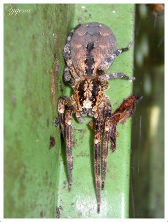 Zoropsis Spinimana Masque De Nosferatu Spiderhugger