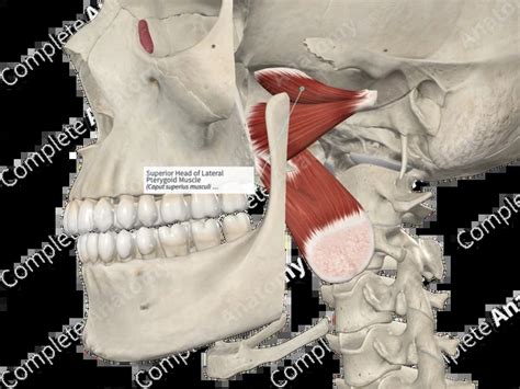 Superior Head Of Lateral Pterygoid Muscle Complete Anatomy