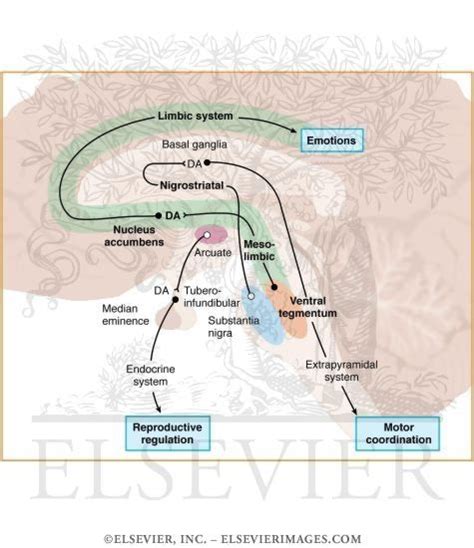 Dopaminergic Pathways In The Brain Elsevier Medical Images