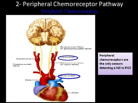 Regulation Of Respiration Overall Control Of Activity Of