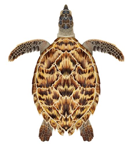 Hawksbill Turtle Eretmochelys Imbricata Marinewise