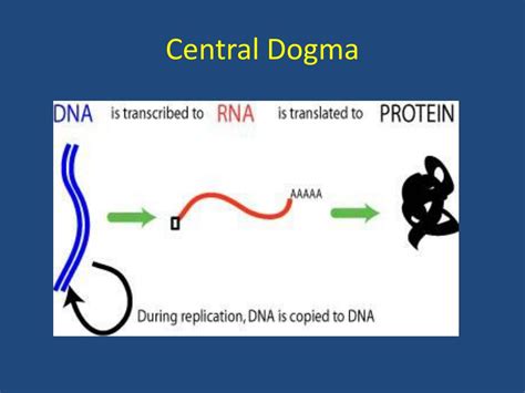ppt introduction to next generation sequencing data and related bioinformatic analysis
