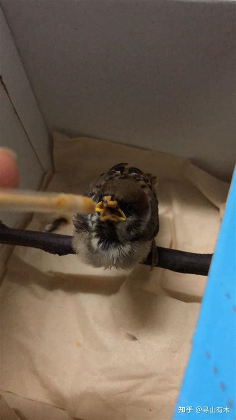 为啥麻雀幼鸟可以飞时还很小，而其他鸟类的幼鸟可以飞时都和成年鸟差不多大？ 知乎