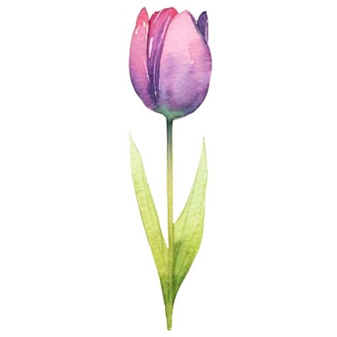Flor de tulipán pintada en acuarela elemento de diseño dibujado a mano