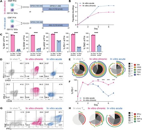 Role For Bhlhe40 In T Cell Exhaustion Medicine Innovates