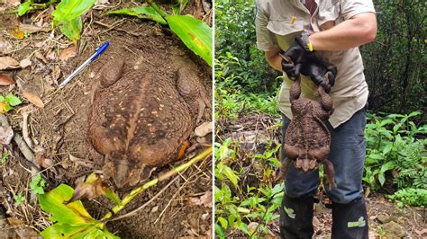 Toadzilla El Sapo De Caña Más Grande De Australia Fue Sacrificado