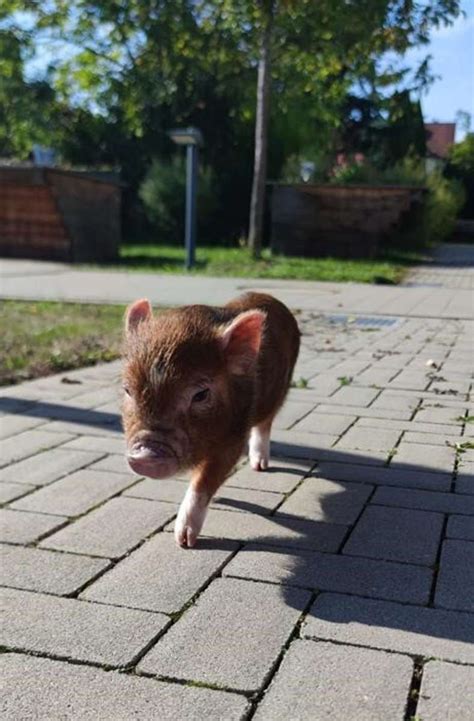 Mini Schwein Frau Brösel kommt zur Therapie Hassberge Neue Presse