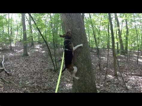 Treeing Walker Coonhound Climbing Tree
