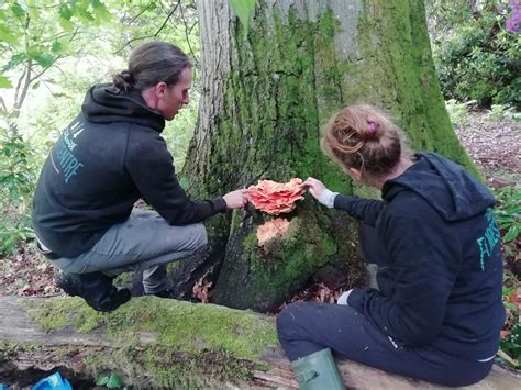 Exploring Fungi Responsibly How To Appreciate Without Disturbing Tortworth Arboretum