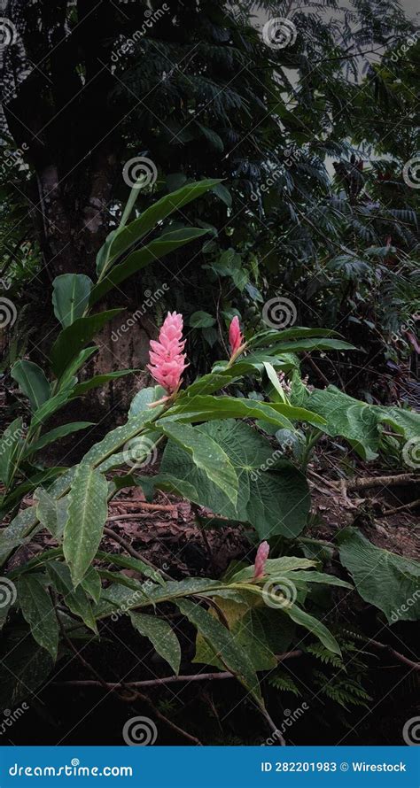 Pink Cone Ginger Flowers Surrounded By Green Foliage Peruvian Amazonia