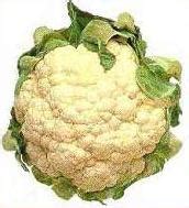 Cauliflower Wikipedia