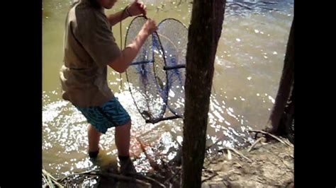 Somerset Dam Red Claw Crayfish Youtube