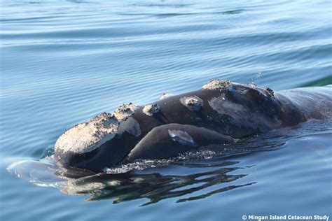 North Atlantic Right Whale Odyssea
