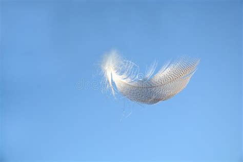 Piuma Di Uccello Bianca A Righe Soffice E Vaporosa Che Fluttua Nel