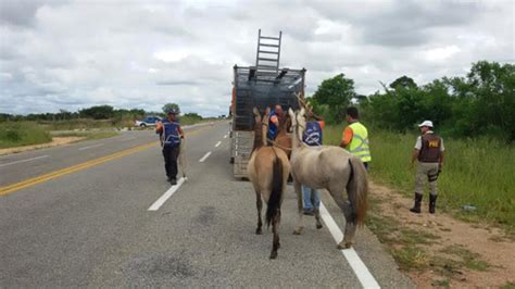 Animais na pista é a ª maior causa de acidentes DdezDdez