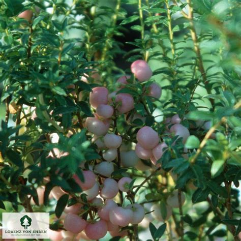 Pernettya Mucronata Rosea Baumschule Lve