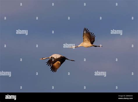 Two Migrating Common Cranes Eurasian Crane Grus Grus Flying Against
