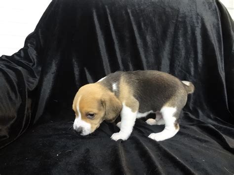 Playful Pocket Beagles Puppies For Sale ~ Playful Cute Tiny Toy Beagle