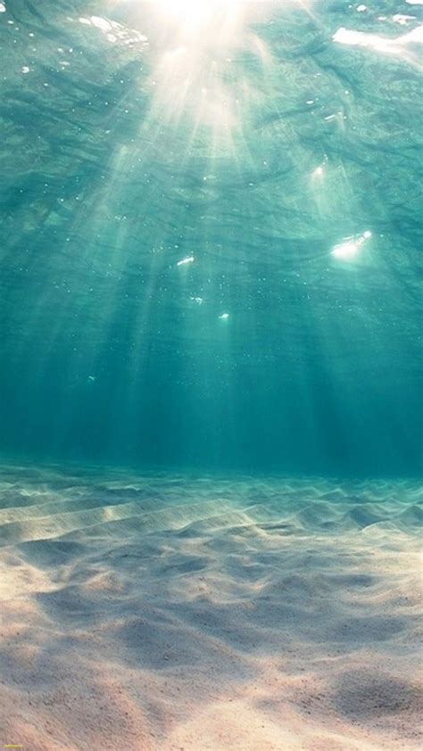 Cute Sea Wallpapers Top Free Cute Sea Backgrounds Wallpaperaccess