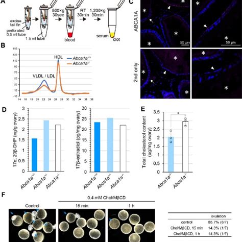 Abca A Deficiency Disturbed Cholesterol Homeostasis In The Ovary A Download Scientific