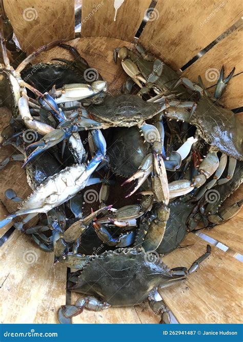 Blue Crabs From The Chesapeake Bay Stock Image Image Of Catch