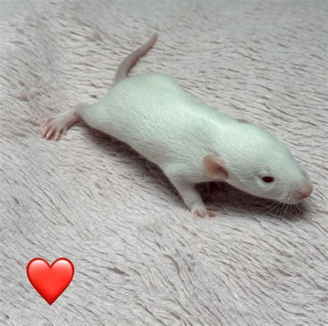 Potkan Boskovice Blansko Prodám Chovzvířatcz