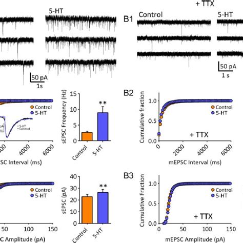 Serotonin Increases Action Potential Dependent Glutamatergic Synaptic