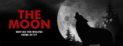 Why Do Wolves Howl At The Moon American Wolves