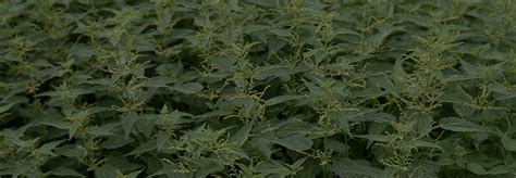 Nettle Monograph — Herbrally