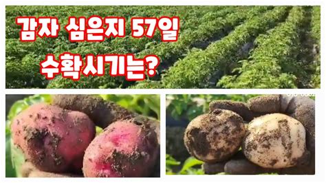 수미감자 두백감자 홍감자 심은지 57일 작황 수확시기 자연특별시괴산 자연울림 괴산농튜브 동아리 괴산 엄지네농장 감자재배방법 Youtube