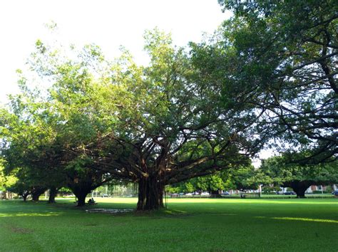 榕樹 Ncku Material 成大素材網